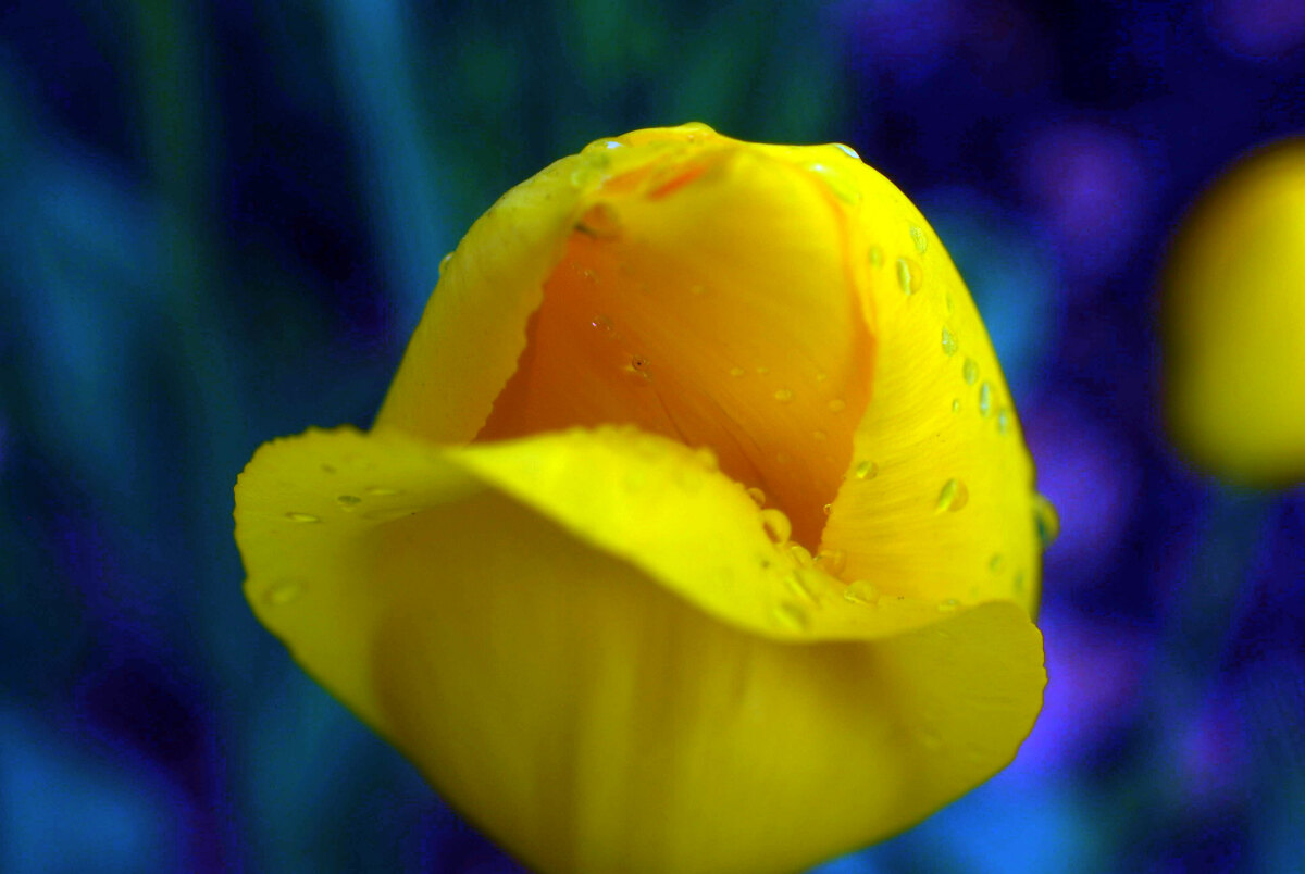 Steve Powell | The Independent Photographer