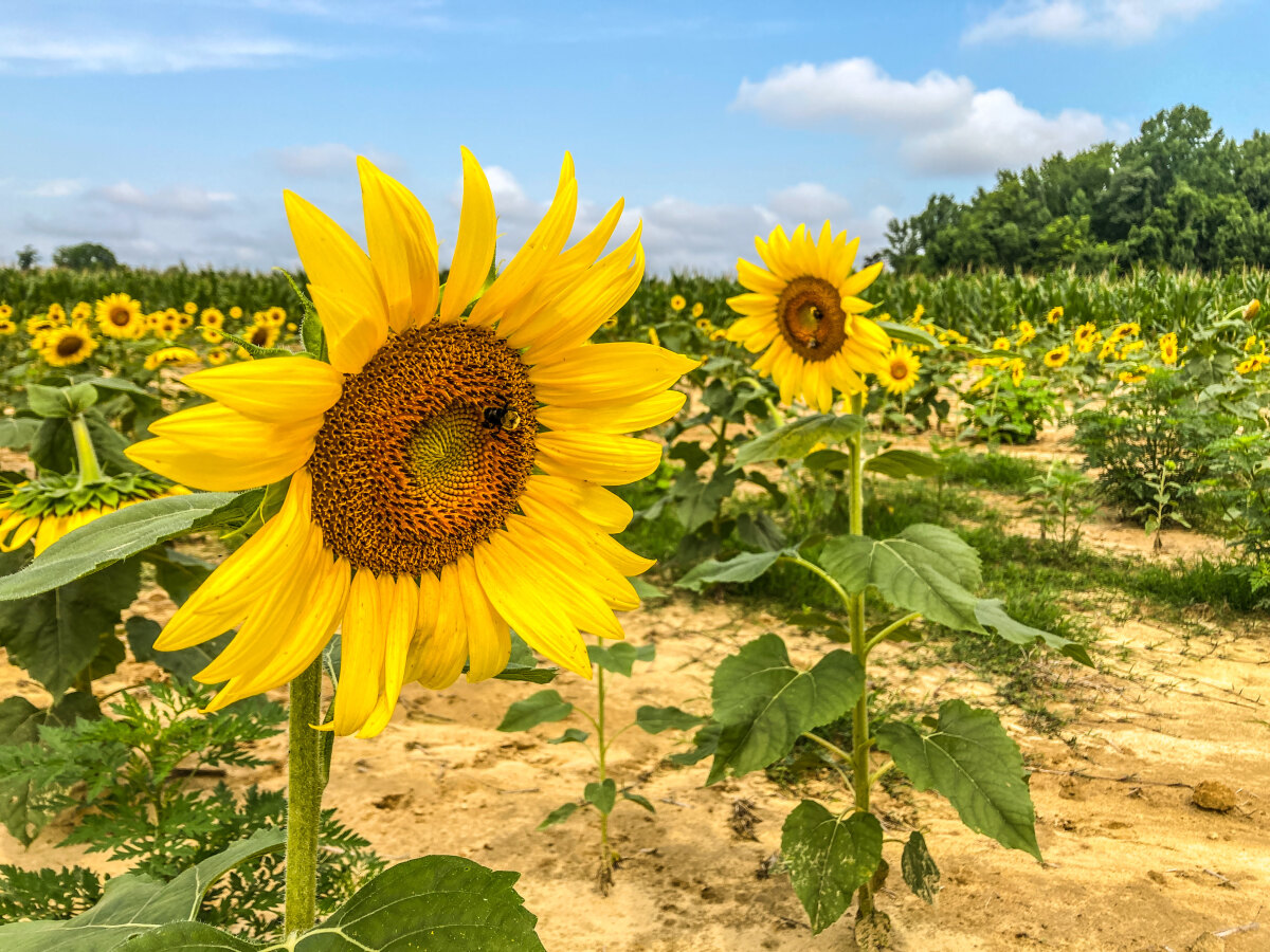 Sarah Hodges Stalls | The Independent Photographer