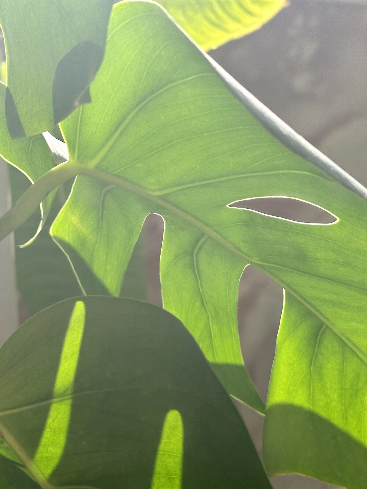 Felipe Suttile | The Independent Photographer