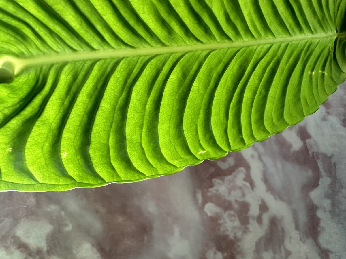 Felipe Suttile | The Independent Photographer