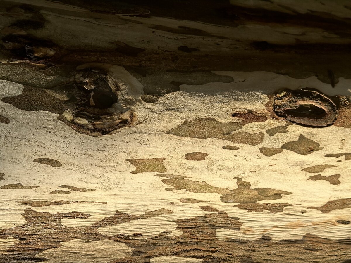 Felipe Suttile | The Independent Photographer