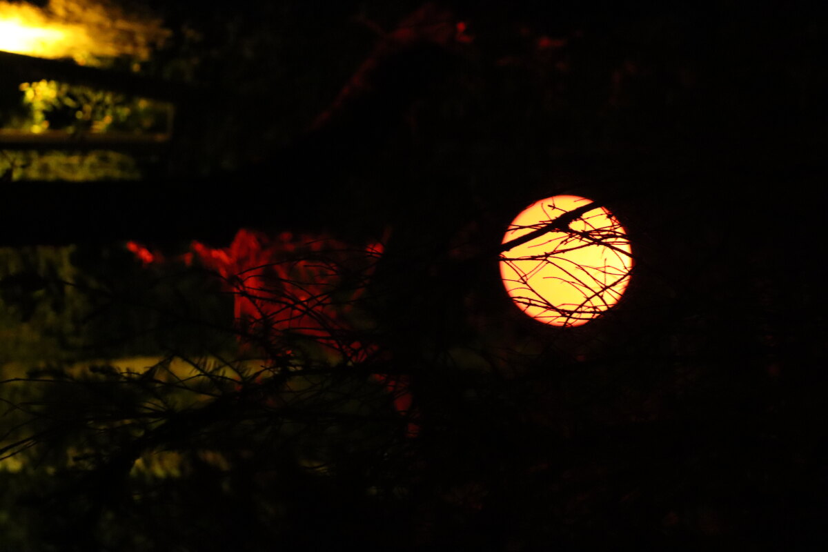 Isabel Morais | The Independent Photographer