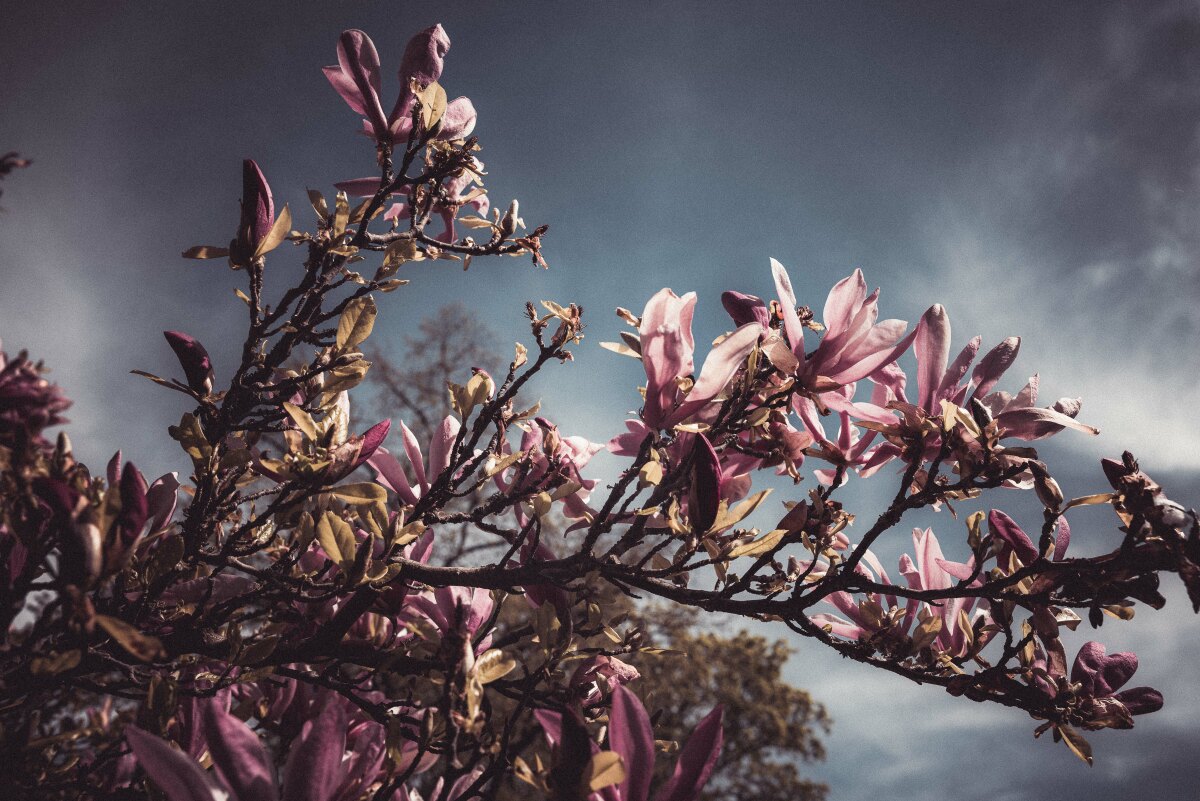 Adrian Alexander | The Independent Photographer