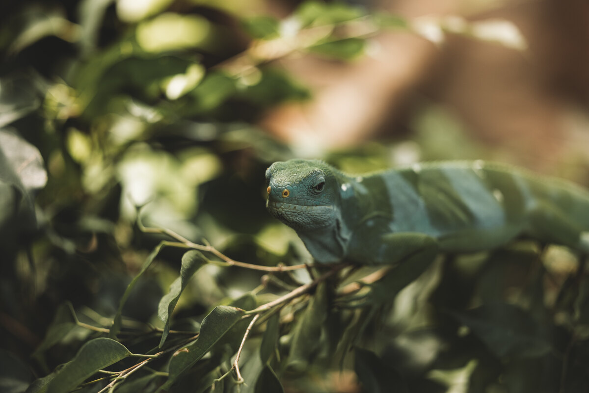 Adrian Alexander | The Independent Photographer