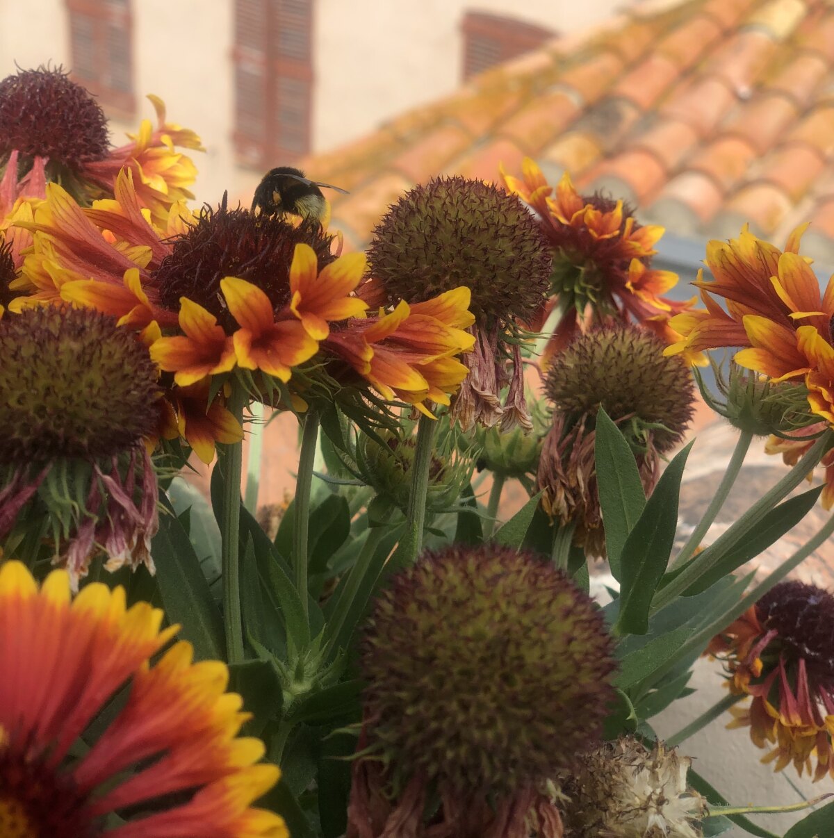 Angela Palmieri | The Independent Photographer