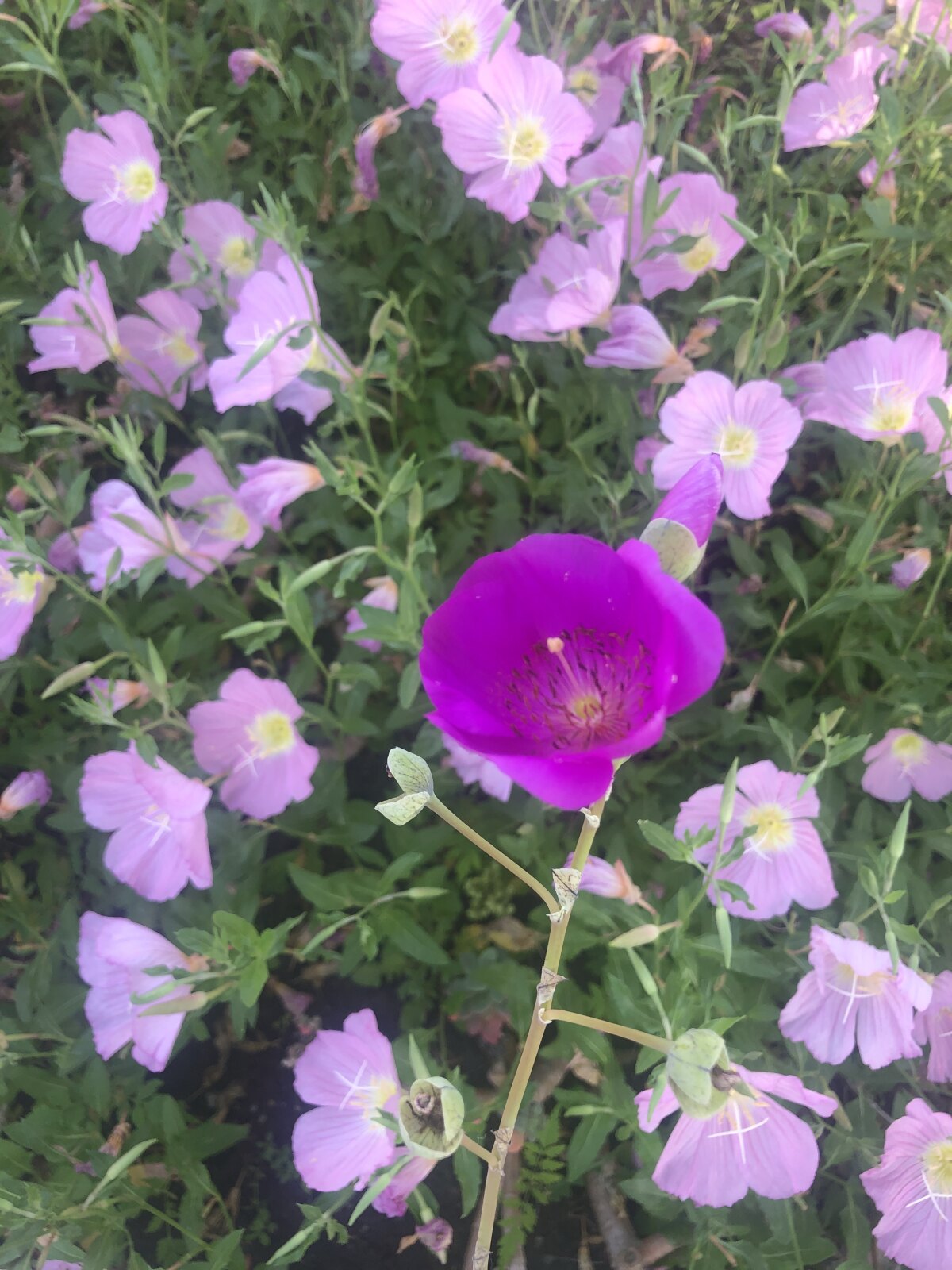 Angela Palmieri | The Independent Photographer