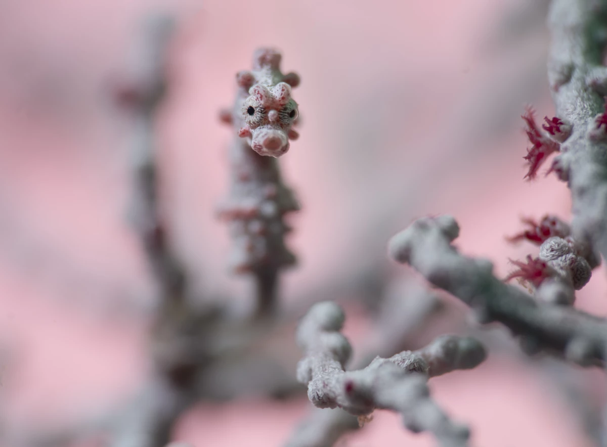 Martin Broen | The Independent Photographer