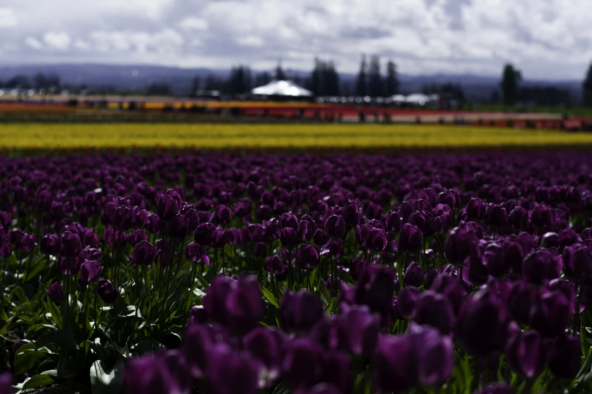 Danielle Cook | The Independent Photographer