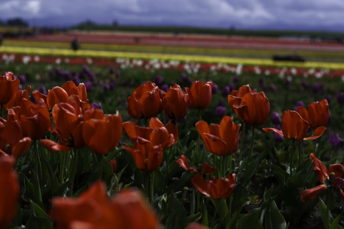 Danielle Cook | The Independent Photographer