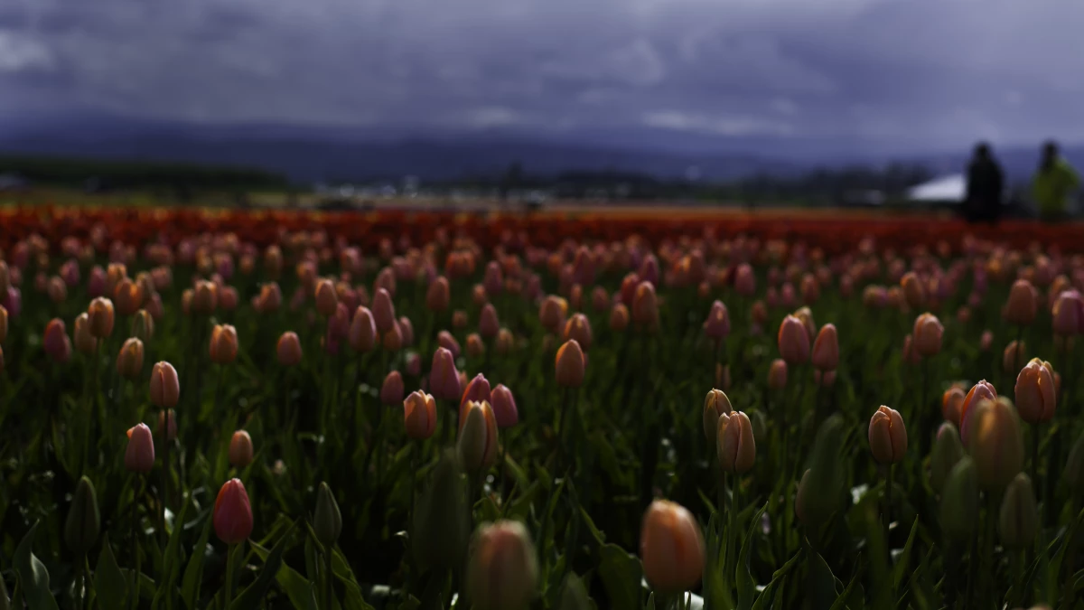 Danielle Cook | The Independent Photographer