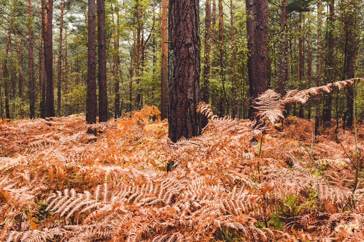 René Greiner | The Independent Photographer