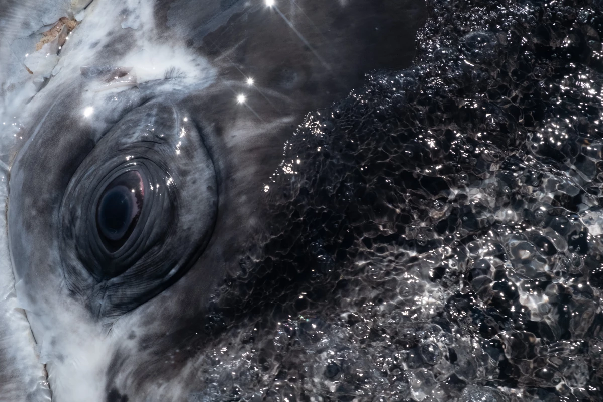 Brian Plant | The Independent Photographer