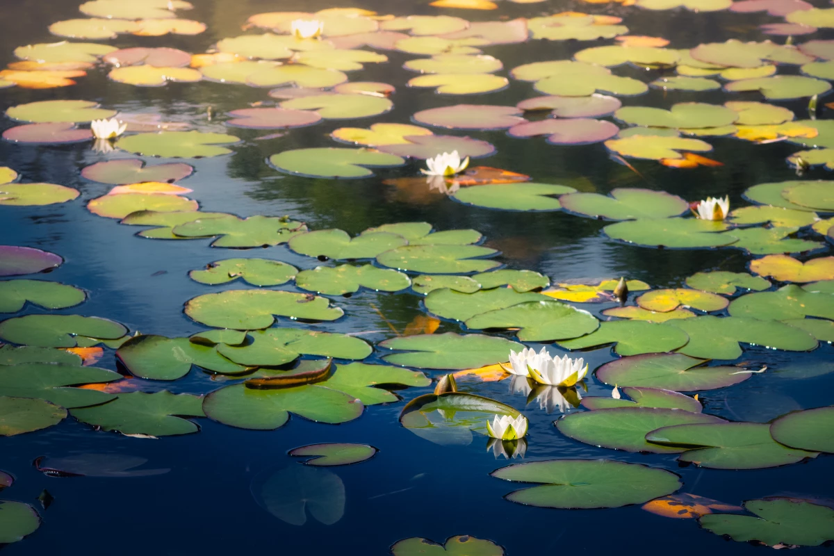 Diana Barthauer | The Independent Photographer