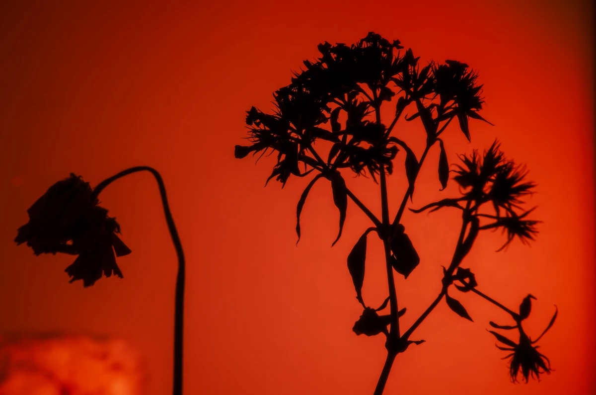 Matthew Leib | The Independent Photographer