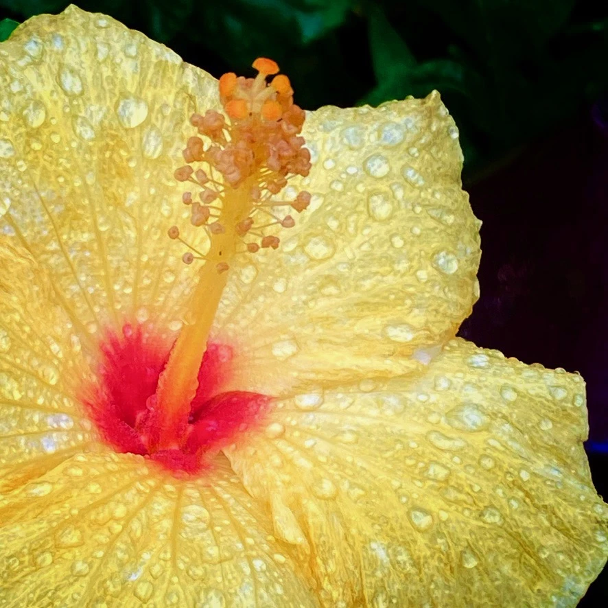 Janet Roberts | The Independent Photographer