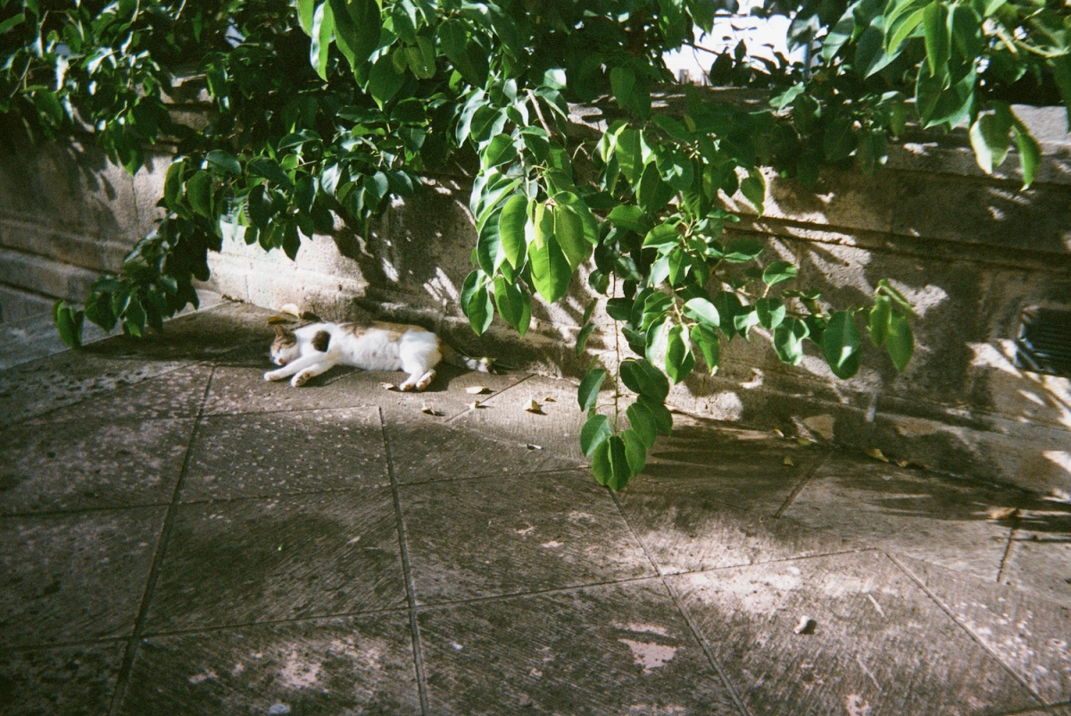 Lili Jackson | The Independent Photographer