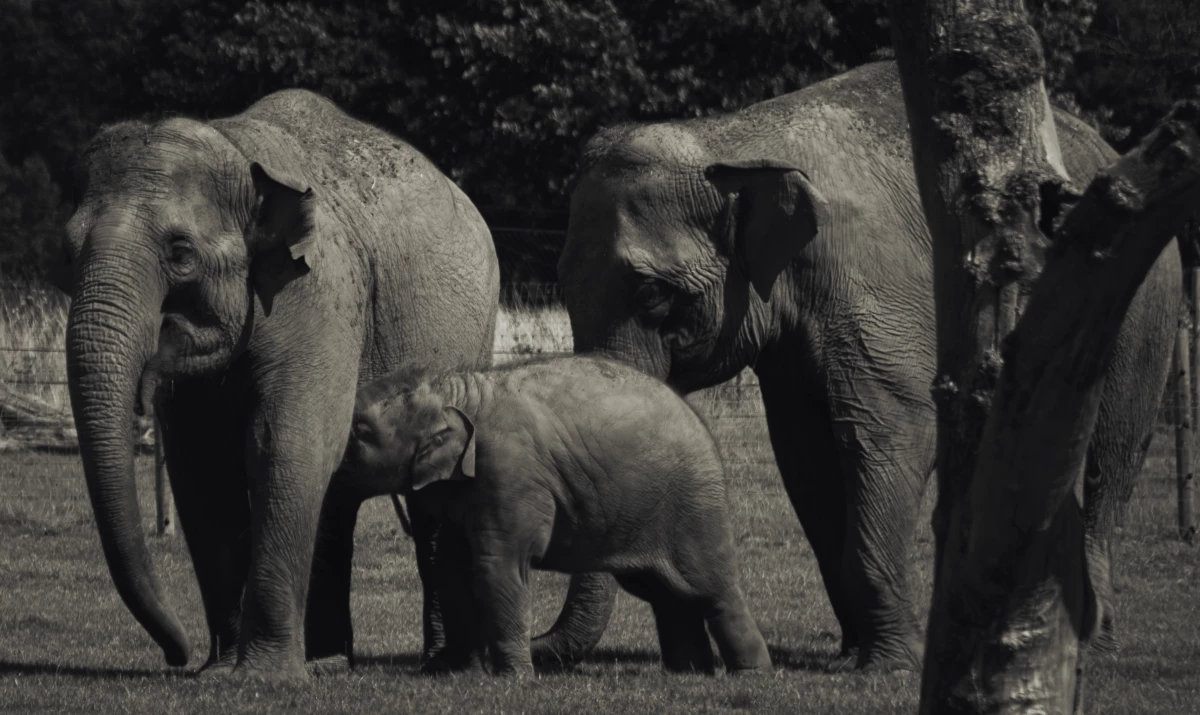 Thomas Roff | The Independent Photographer