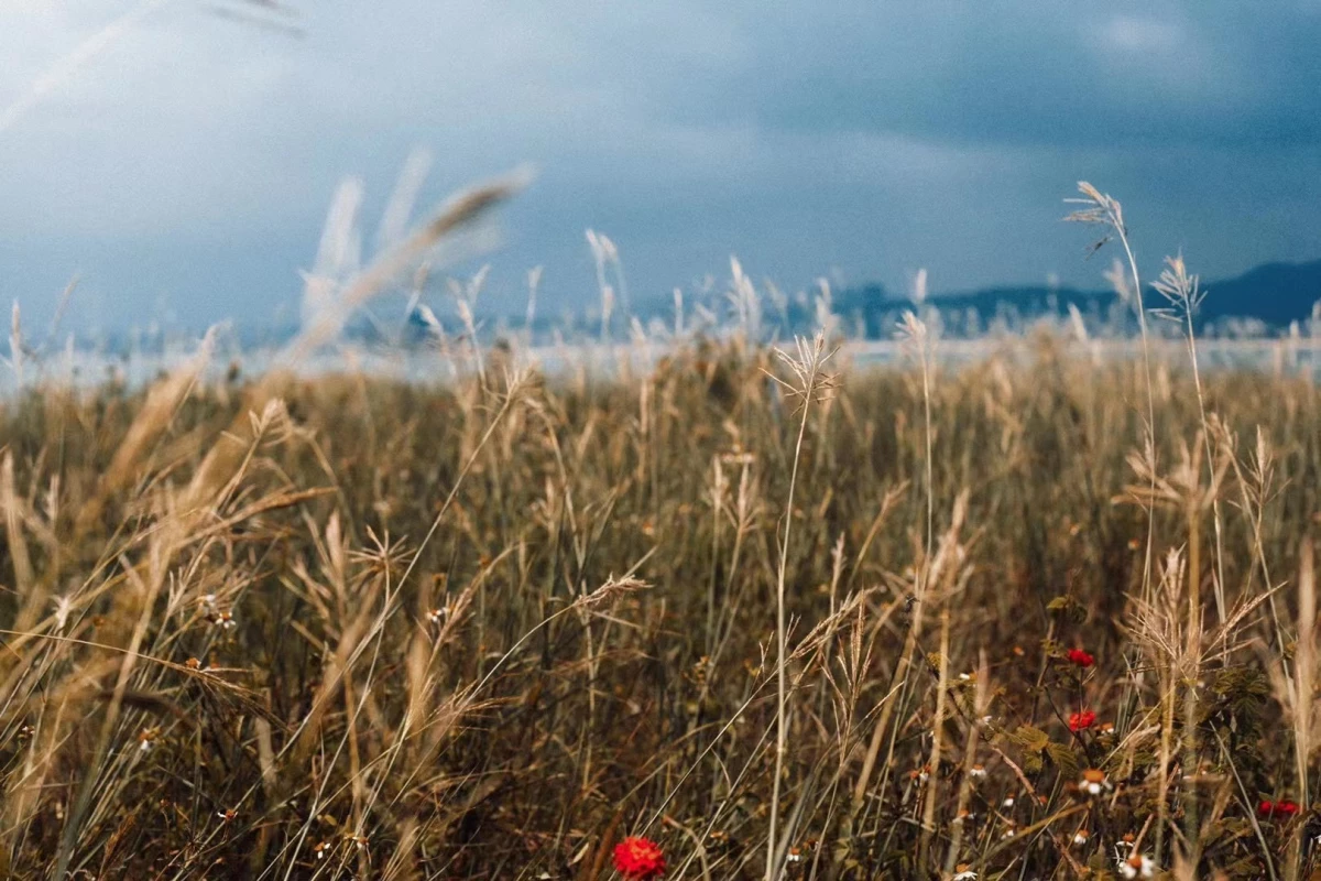 shisong wei | The Independent Photographer