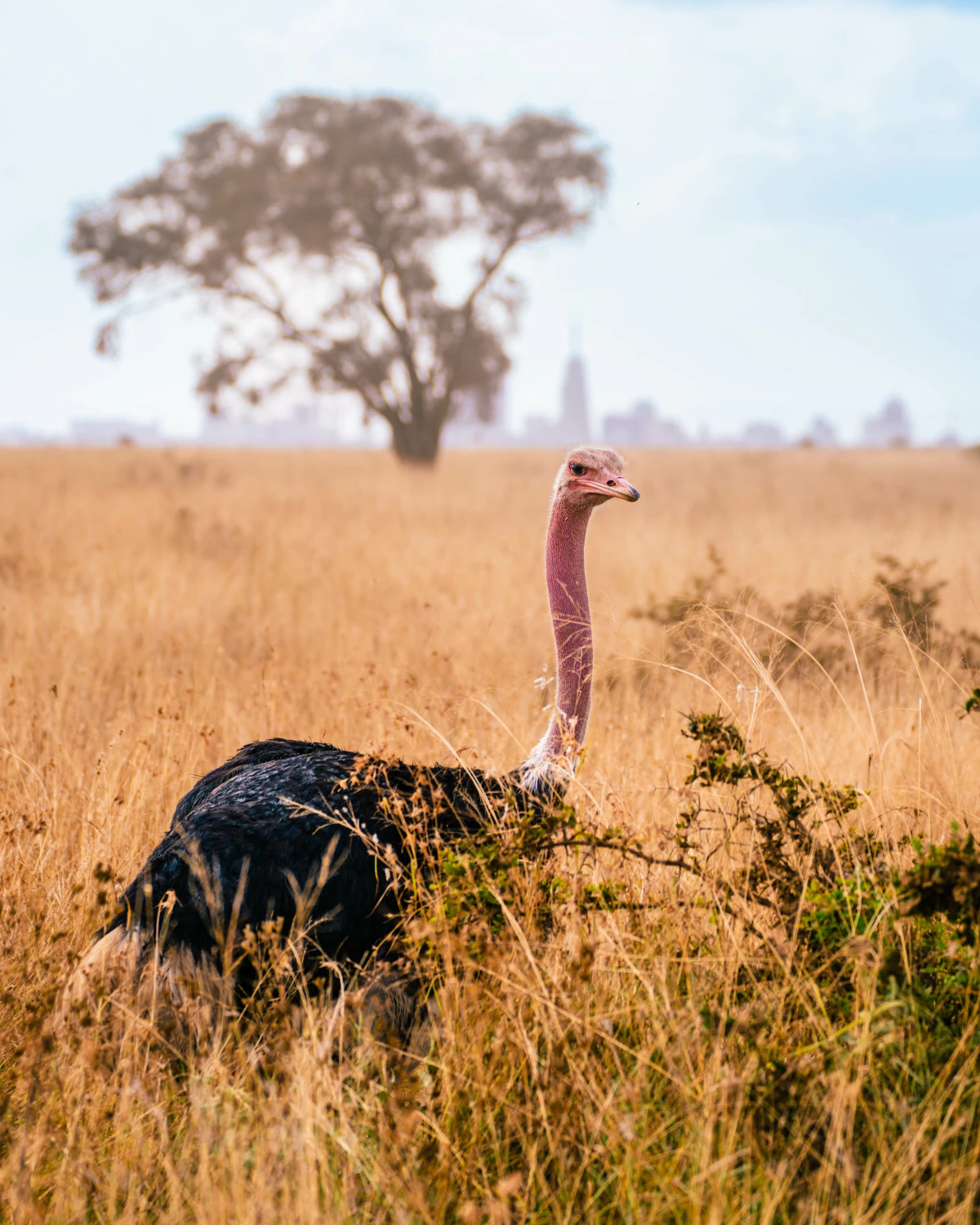 Tony Machani | The Independent Photographer