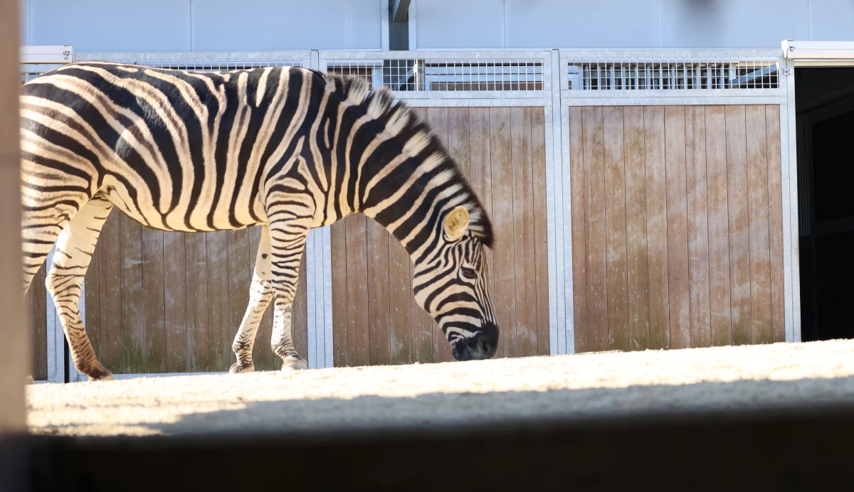 Nia Thompson | The Independent Photographer