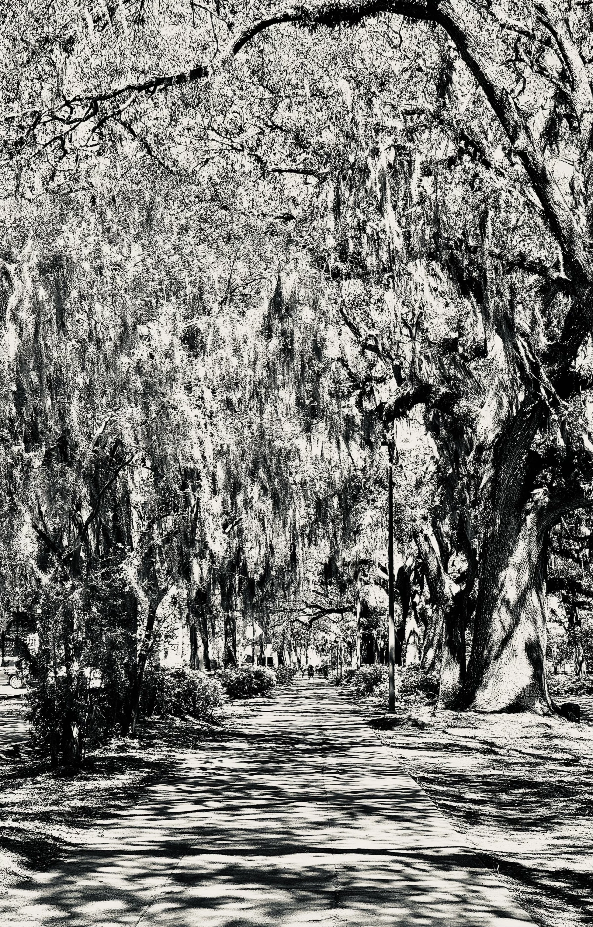 Sara Lambert | The Independent Photographer