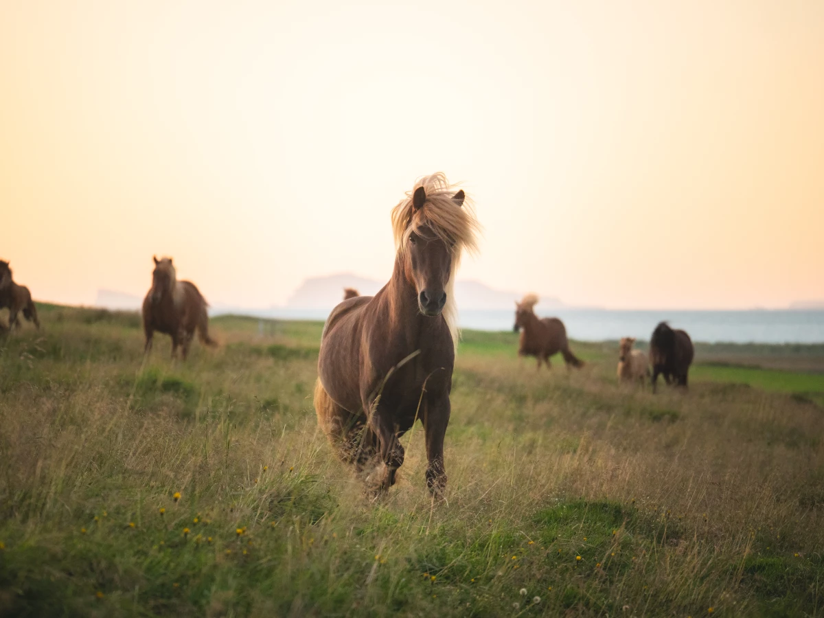 Mario Walker | The Independent Photographer