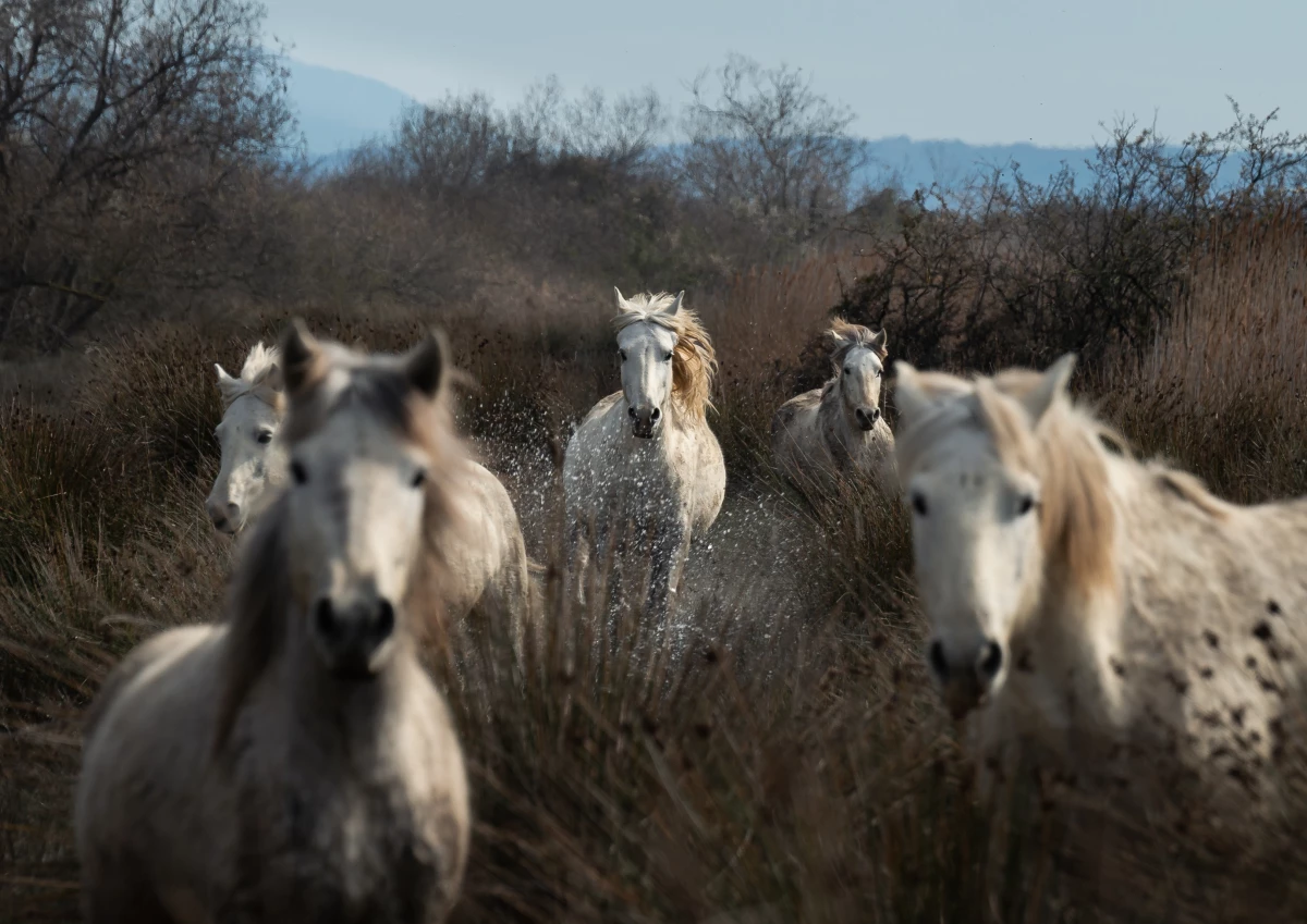 Giacomo Zanello | The Independent Photographer