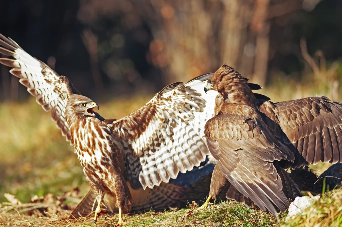 Lorenzo Bassi | The Independent Photographer