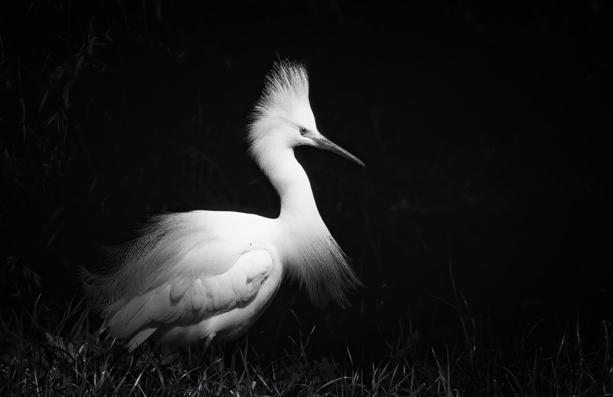 Kamala Raghavan | The Independent Photographer