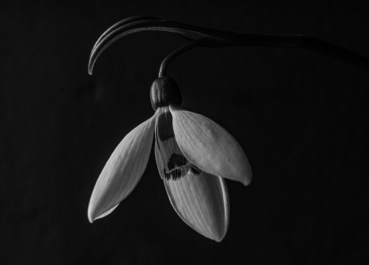 Natasha Scott | The Independent Photographer