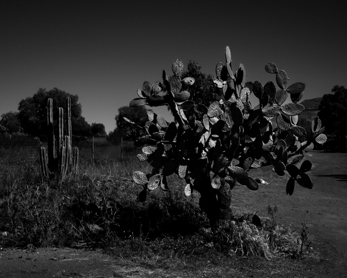 Violeta Alvarez | The Independent Photographer