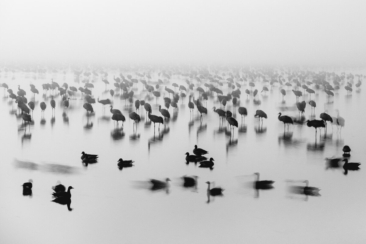 Bence Mate | The Independent Photographer