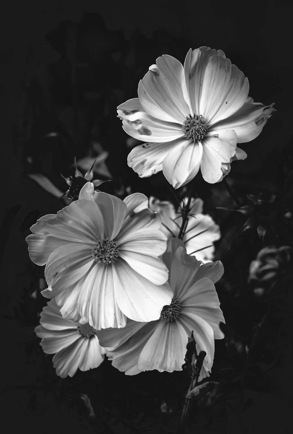 Miranda Rotteveel | The Independent Photographer