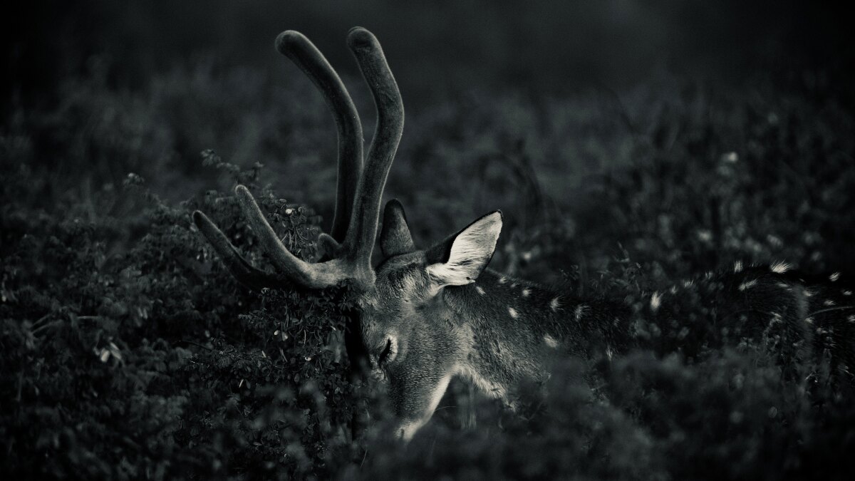 Sean Lim | The Independent Photographer