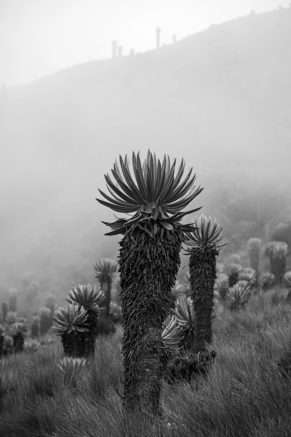 Nicolás Jaramillo | The Independent Photographer