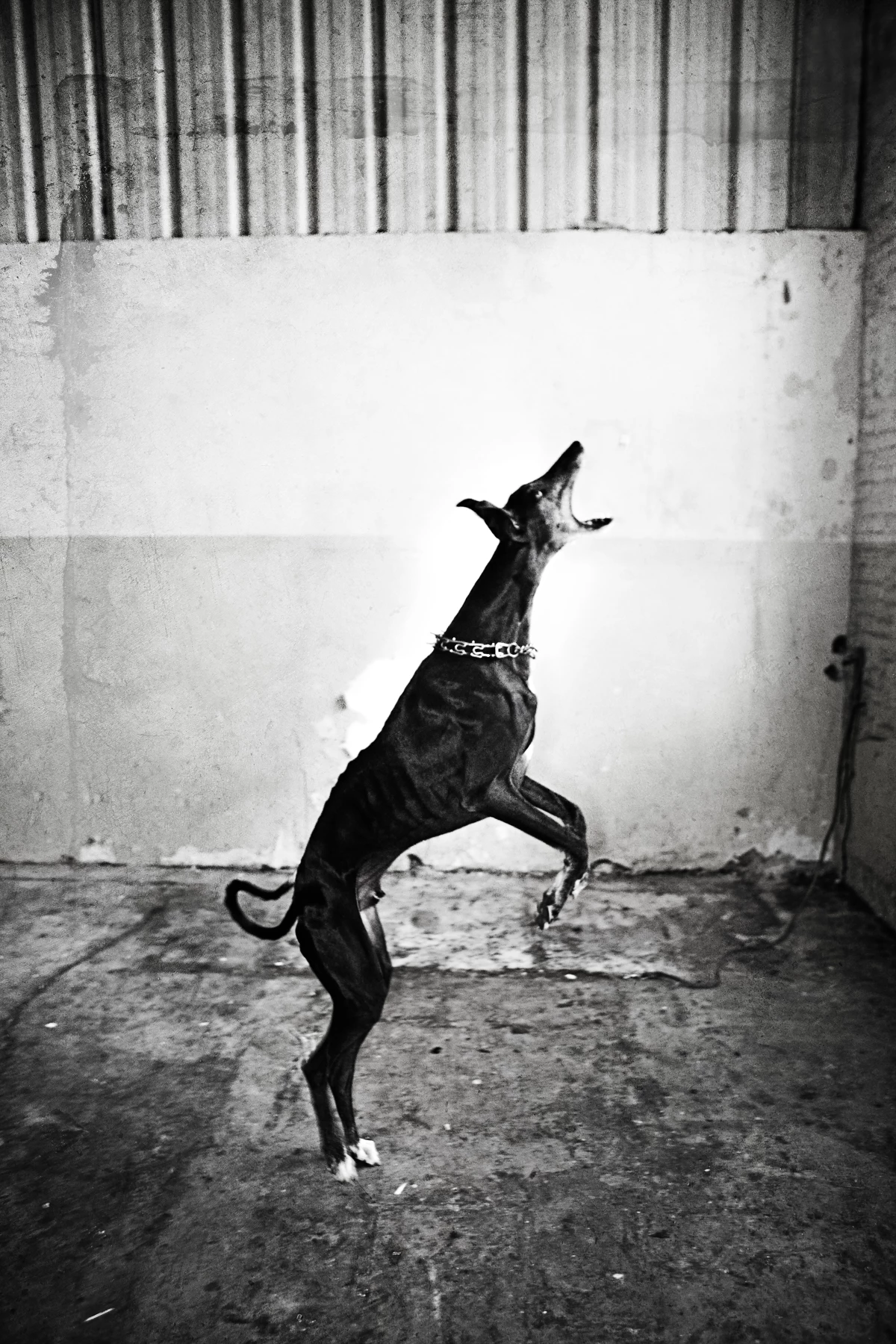 jose Girl | The Independent Photographer