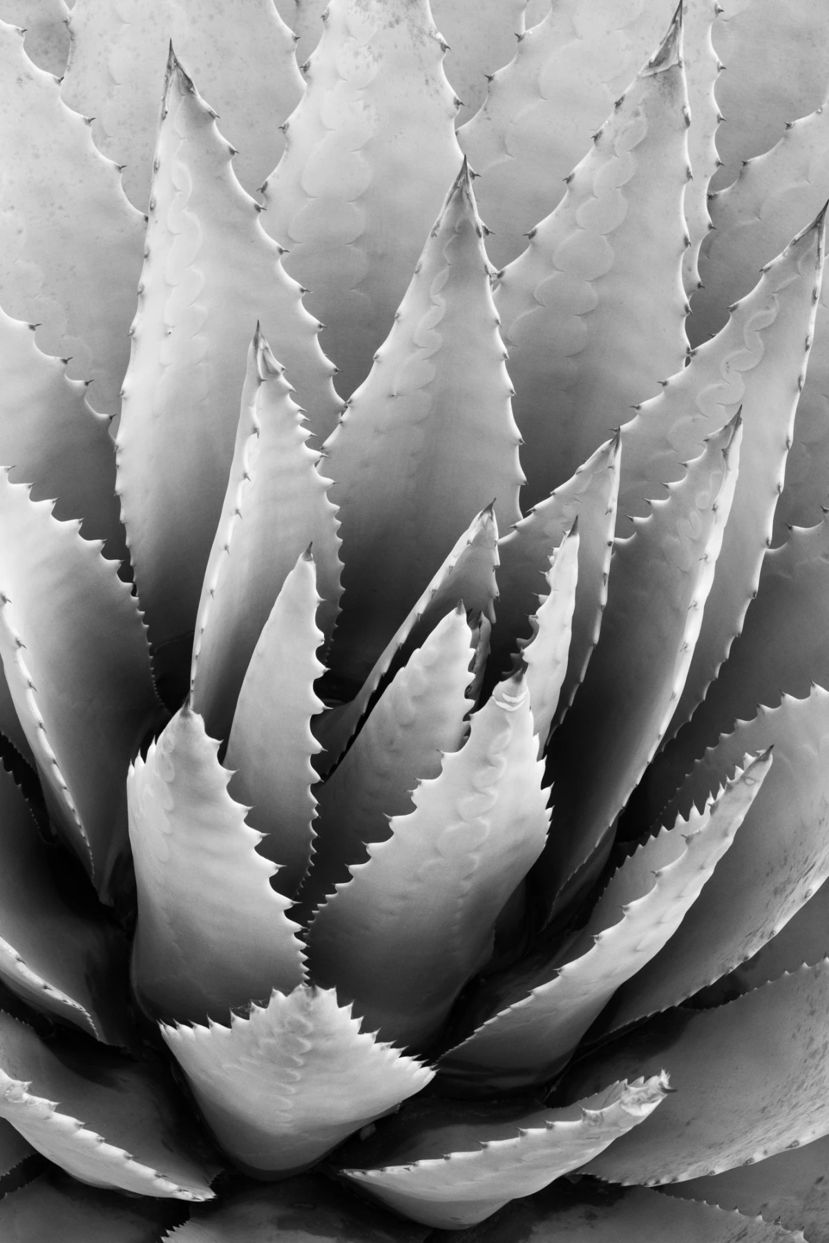 René Greiner | The Independent Photographer