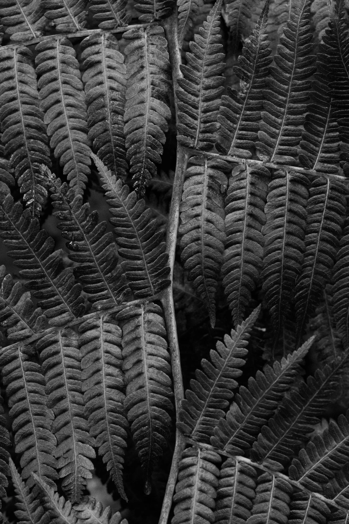 René Greiner | The Independent Photographer