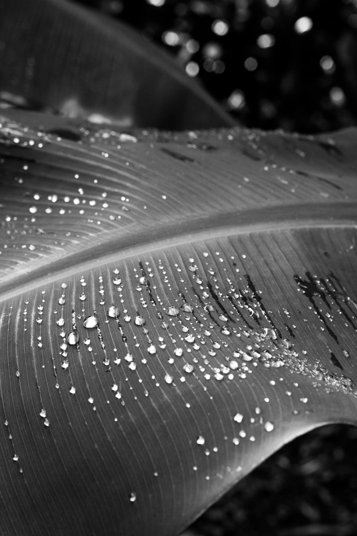 René Greiner | The Independent Photographer