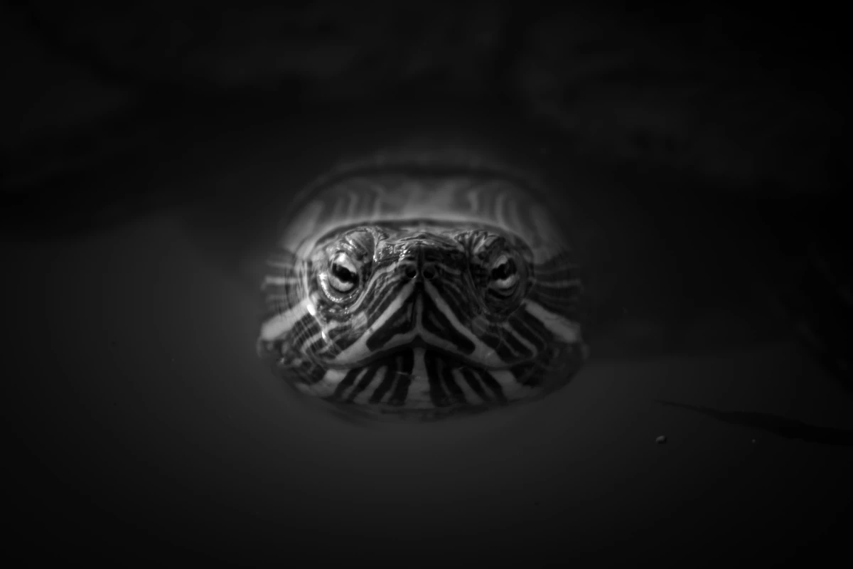 Leonardo Bonelli | The Independent Photographer