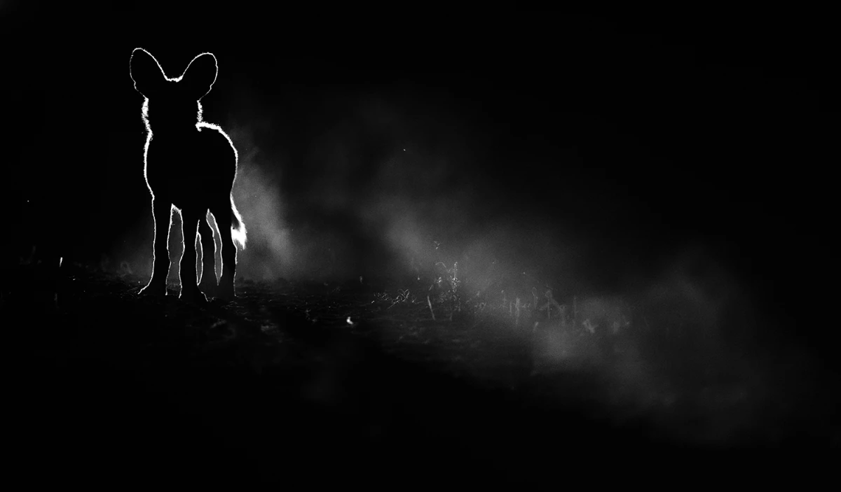 Bence Mate | The Independent Photographer