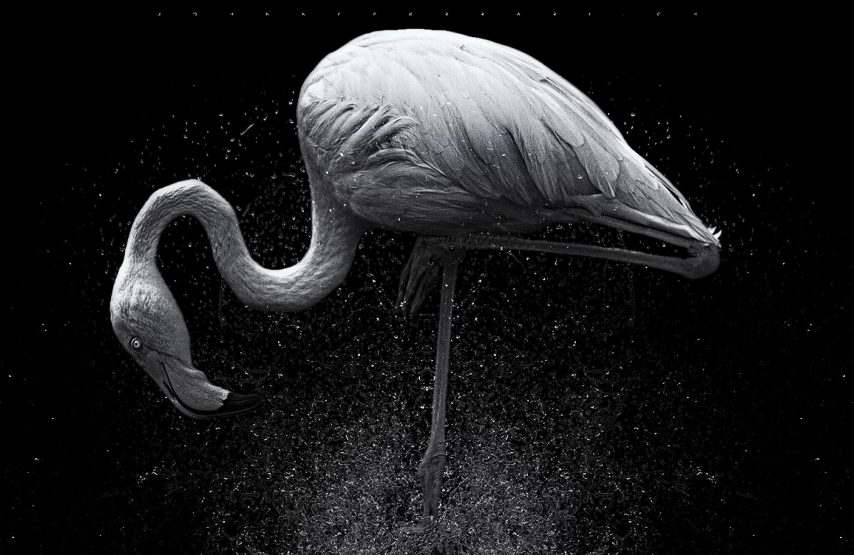 Johnny Ferrari | The Independent Photographer