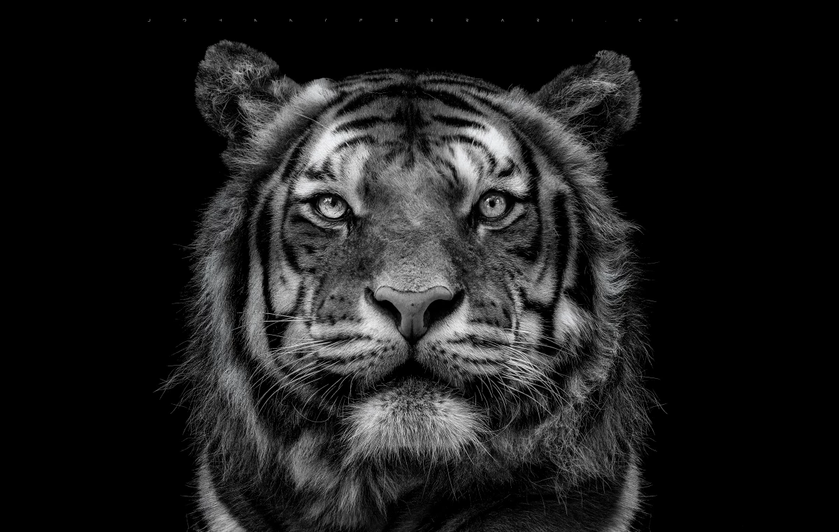 Johnny Ferrari | The Independent Photographer