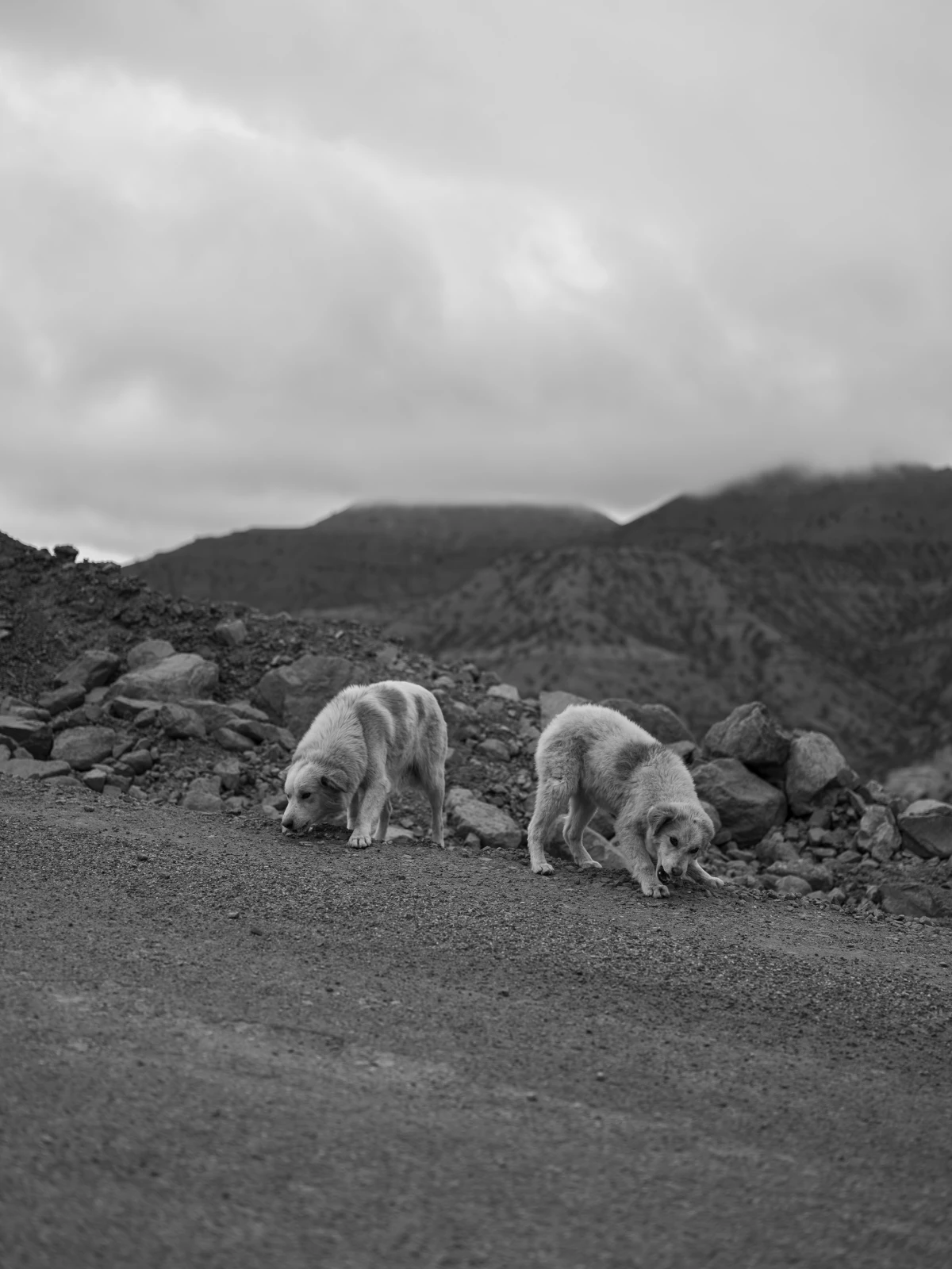 Jos van Dijk | The Independent Photographer