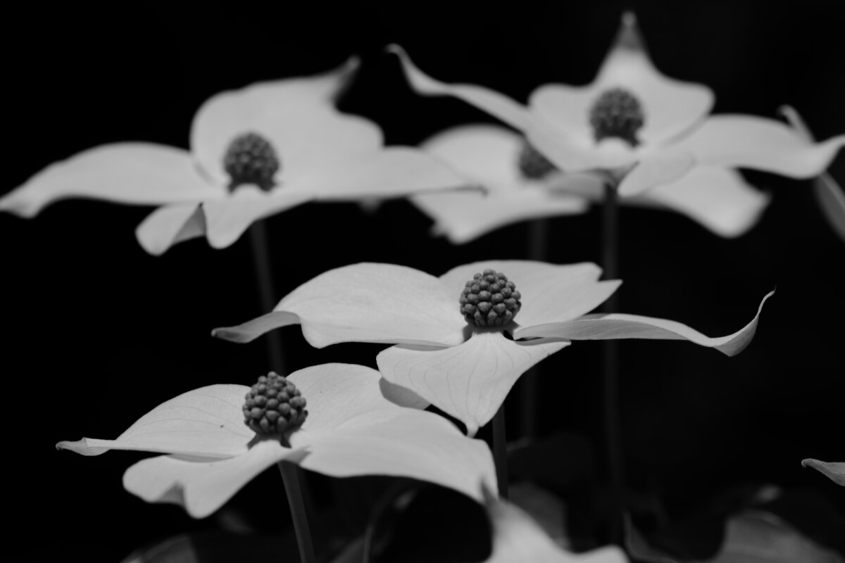 Carl Baum | The Independent Photographer