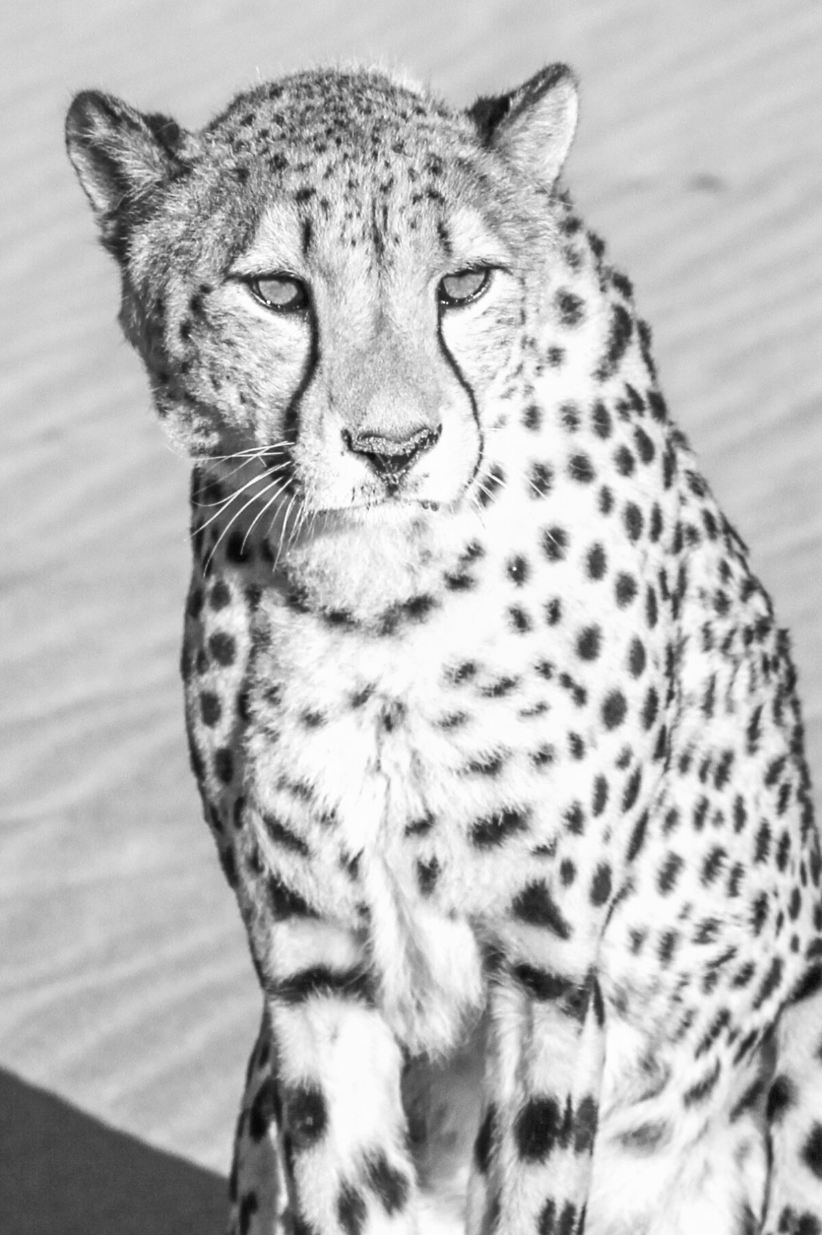 Wayne Simpson | The Independent Photographer