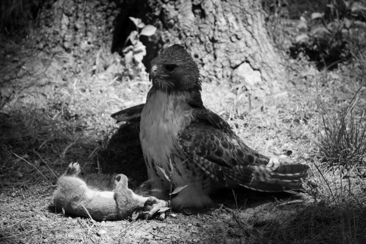 William Bruno | The Independent Photographer