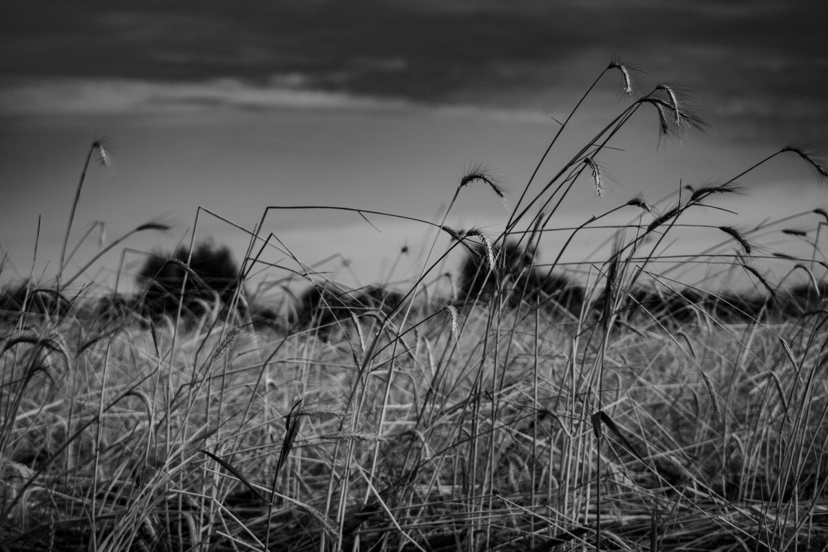 William Bruno | The Independent Photographer