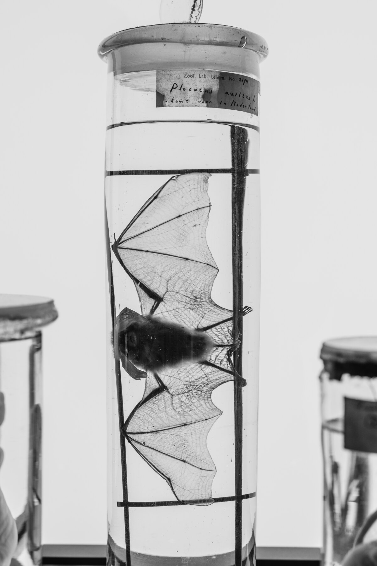 Adrian Alexander | The Independent Photographer