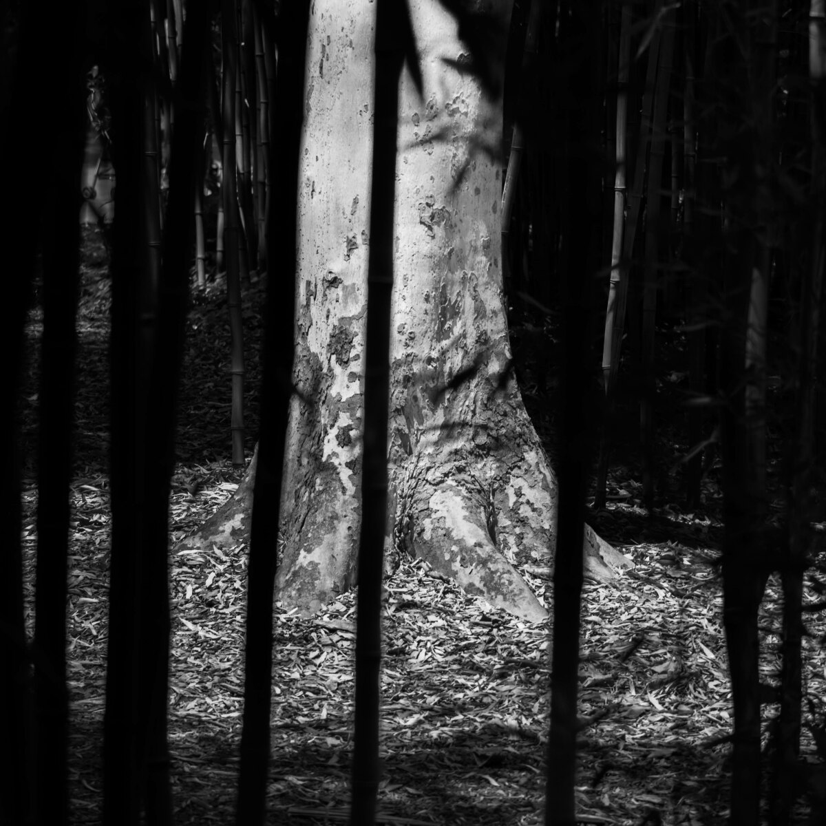 William Bruno | The Independent Photographer